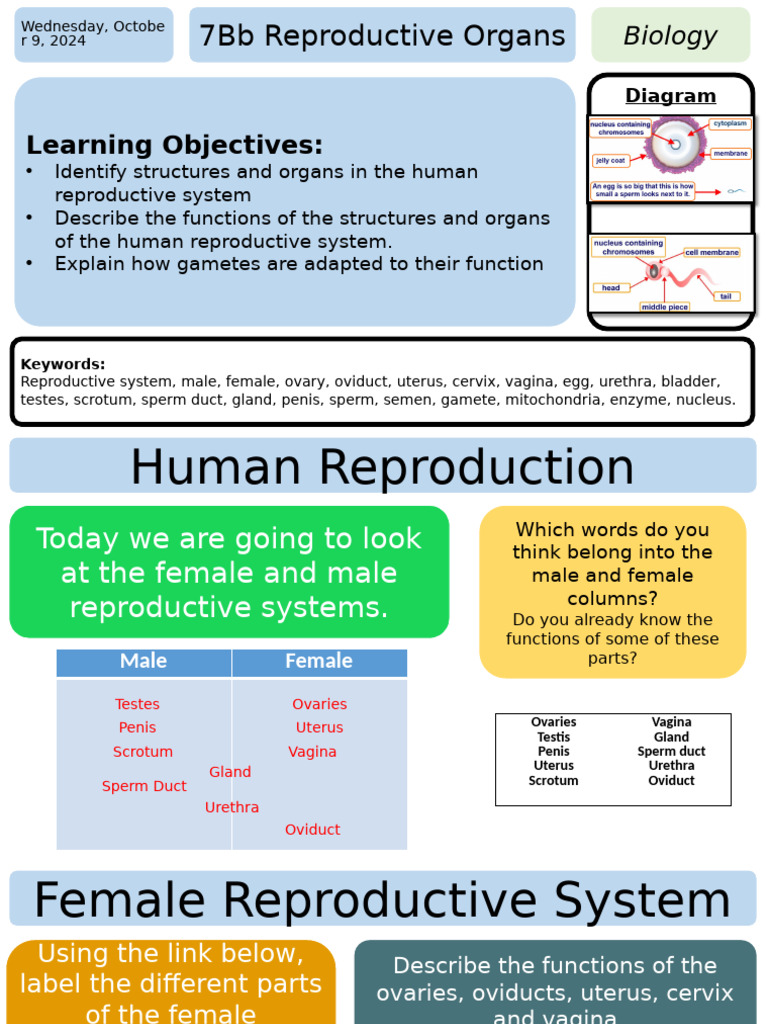 7Bb Reproductive Organs | PDF