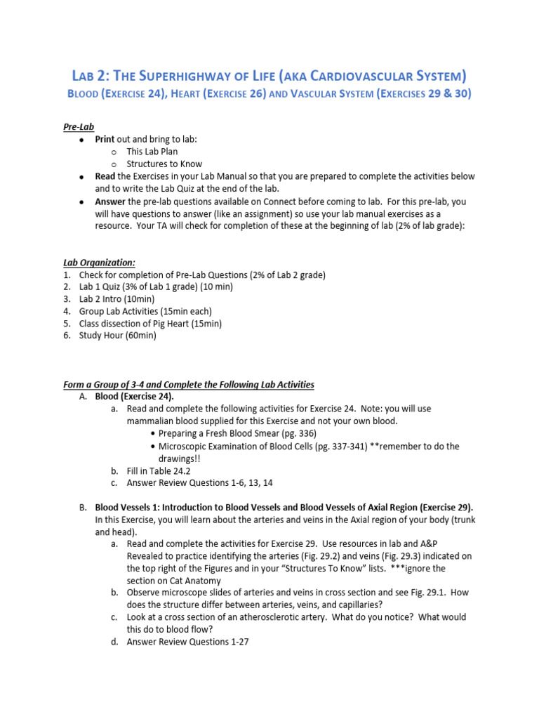 Cardiovascular System Lab Activities | PDF | Heart | Artery