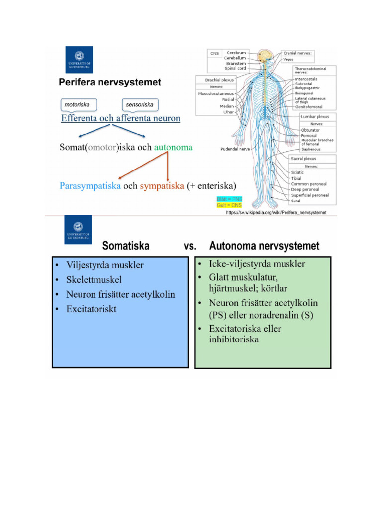 FARMA Slide | PDF