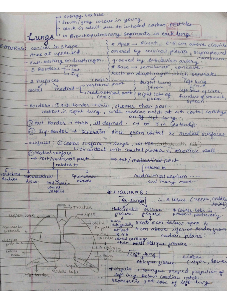 Lungs | PDF