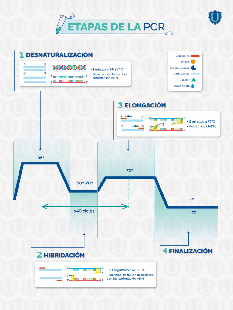 U5 Etapas de La PCR | PDF