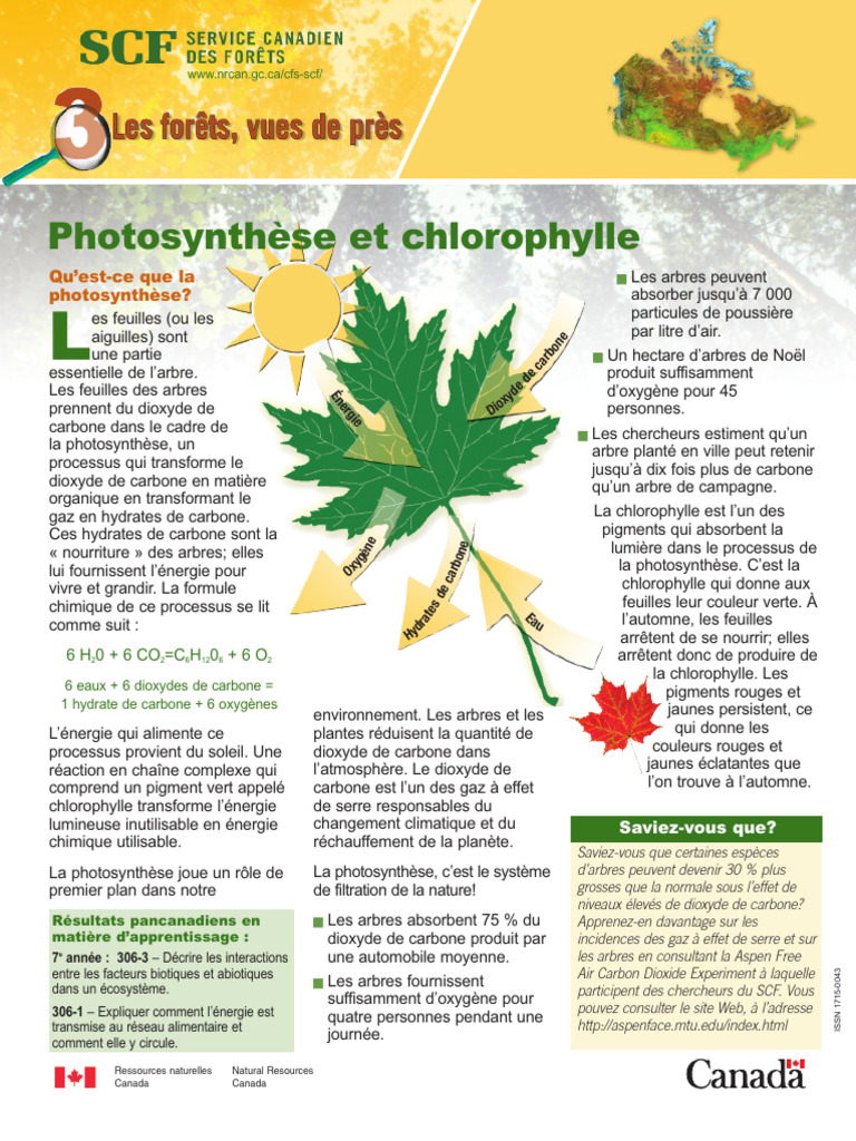 Photosynthèse Et Chlorophylle | PDF