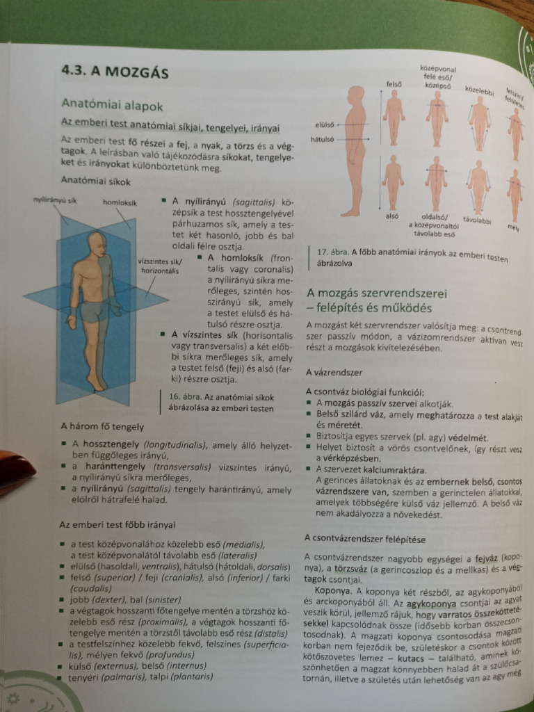 2.csontrendszer Jegyzet | PDF