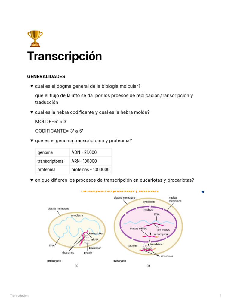 Transcripción | PDF