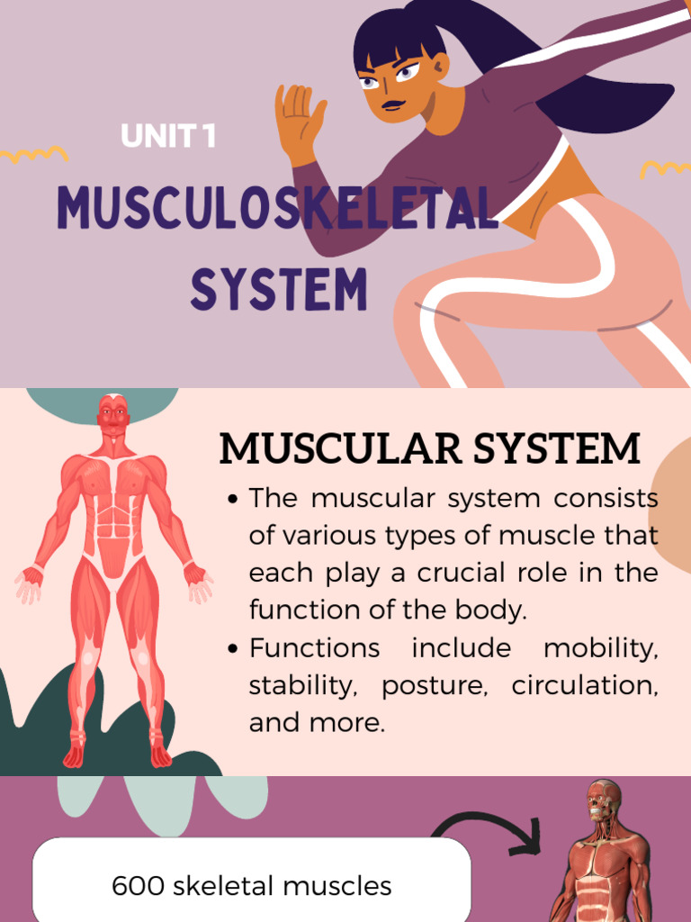 Muscular System | PDF