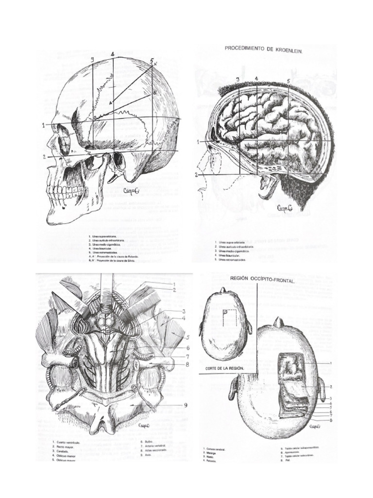 Imprimir Anatomía Pdf