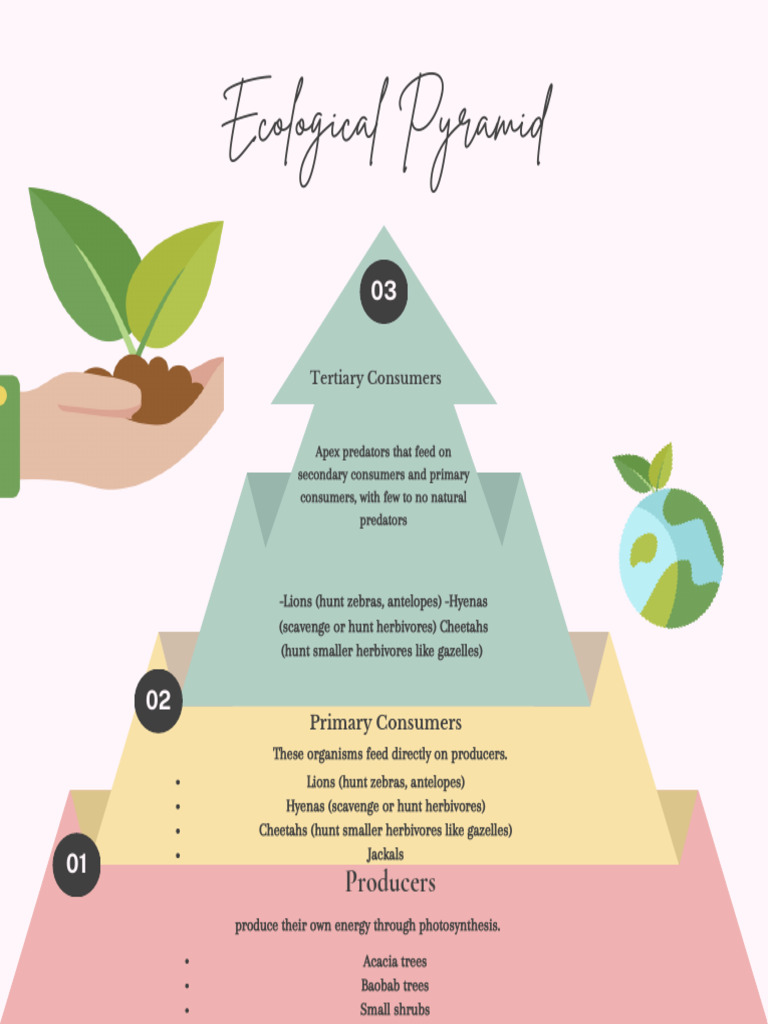 Ecological Pyramid | PDF
