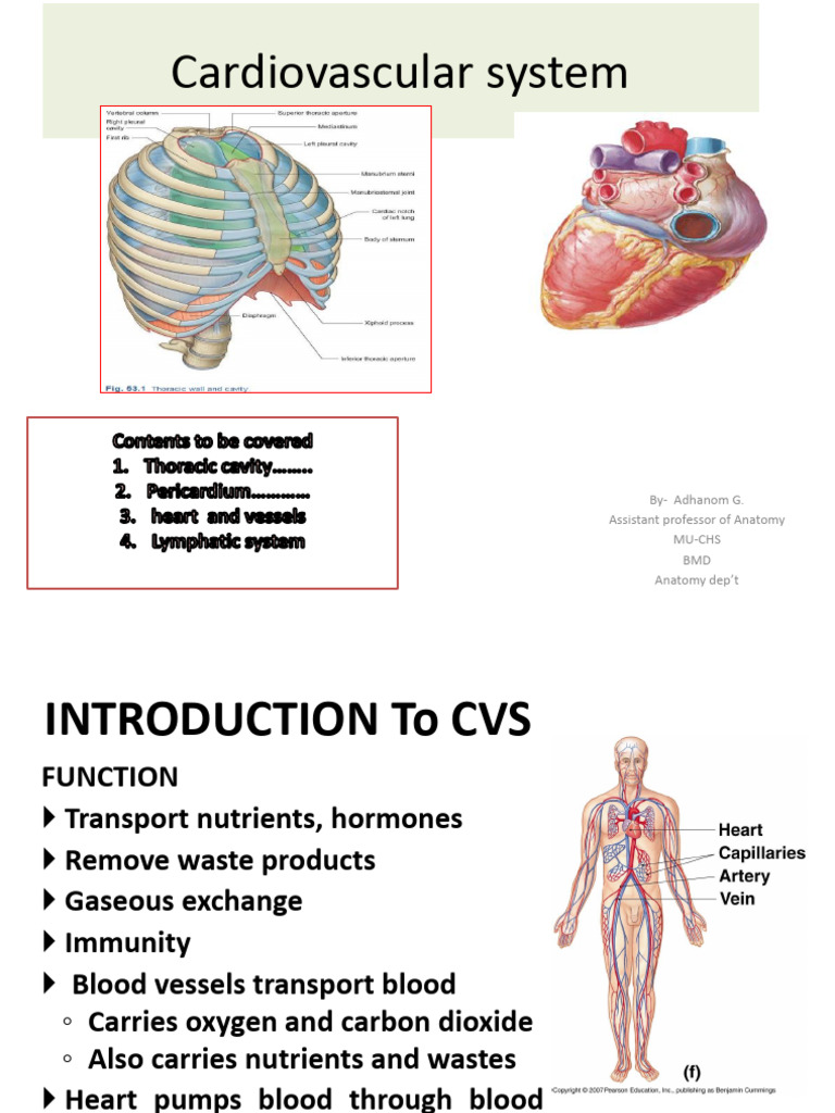 Anatomy of CVS | PDF