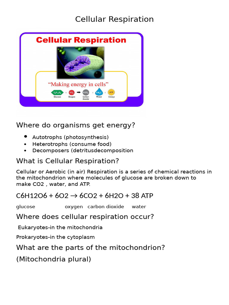 Cellular Respiration | PDF