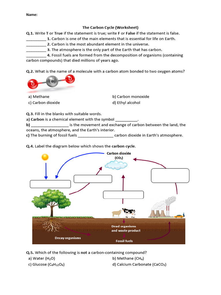The Carbon Cycle (Worksheet) Q.1. T True F False 1. 2. 3 4.: Name | PDF