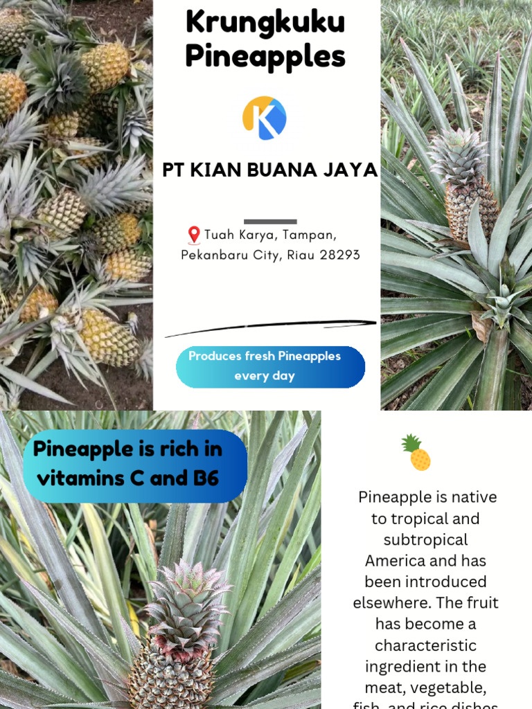 About Pineapples Krungkuku | PDF