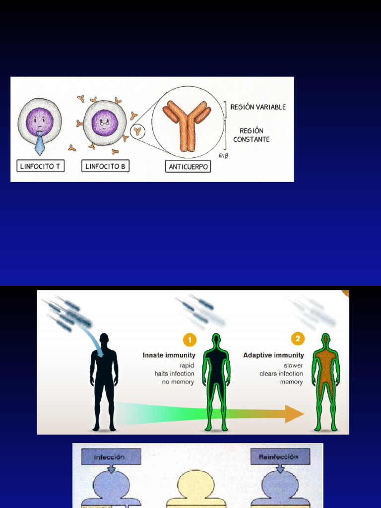 Células B e Inmunidad Humoral | PDF