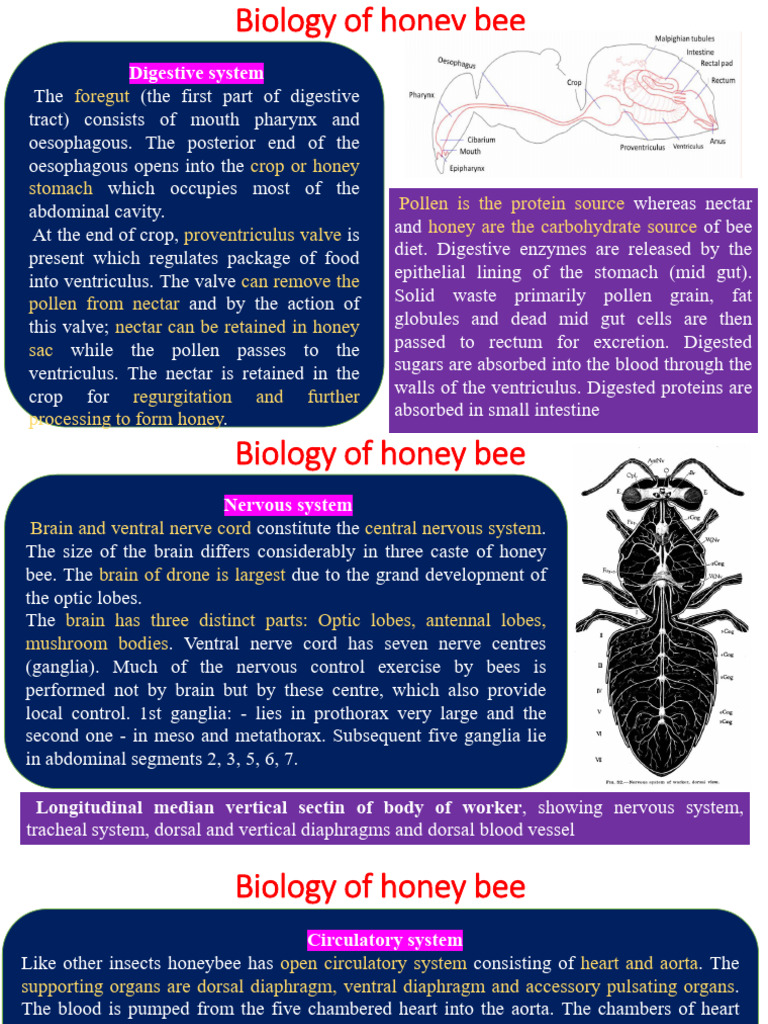 Biology of Honey Bee | PDF