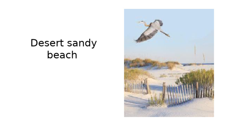 Desert Sandy Beach | PDF