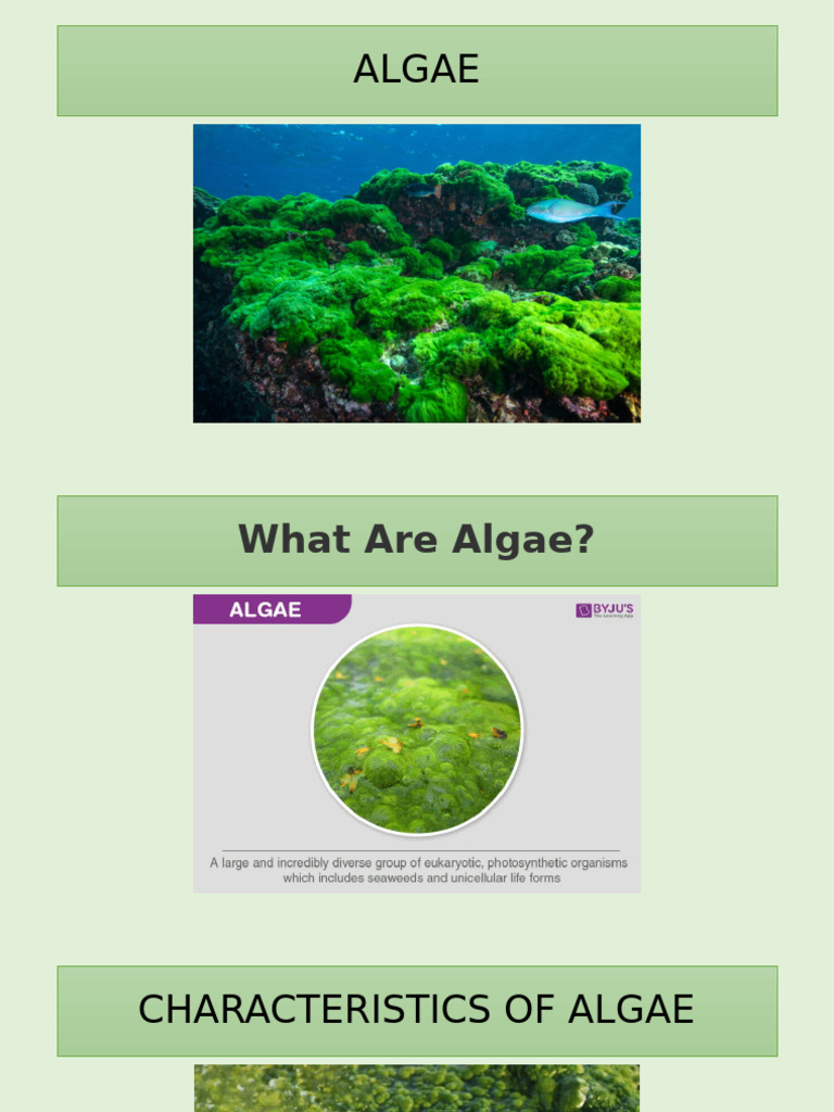 Algae PT in Science | PDF