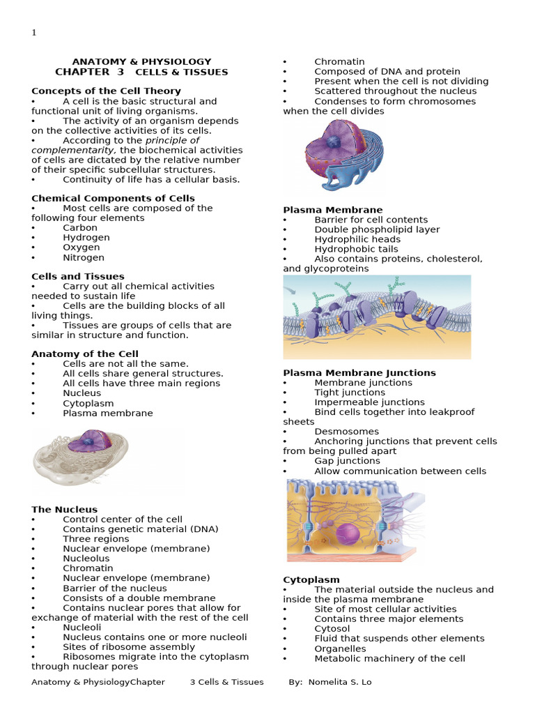 Chapter 3 Cells Tissue Handout | PDF | Epithelium | Mitosis