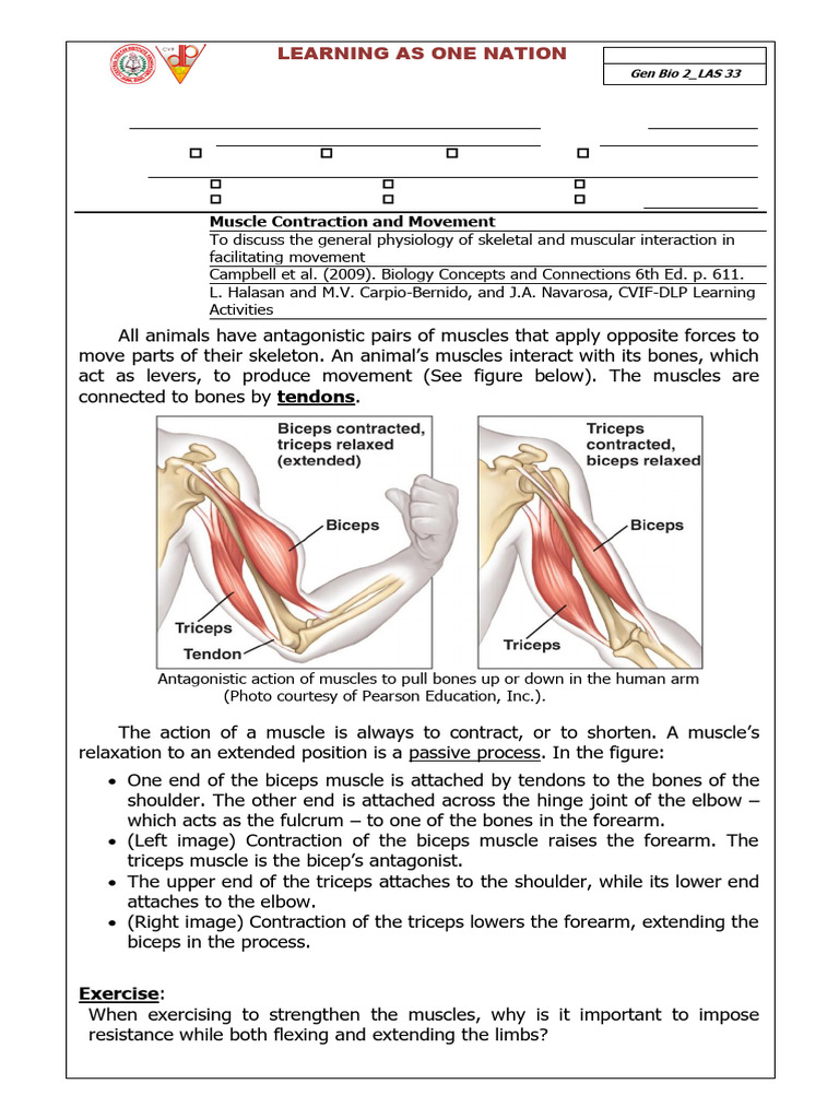 Gen Biology 2 LAS 33 Muscle Contraction and Movement | PDF