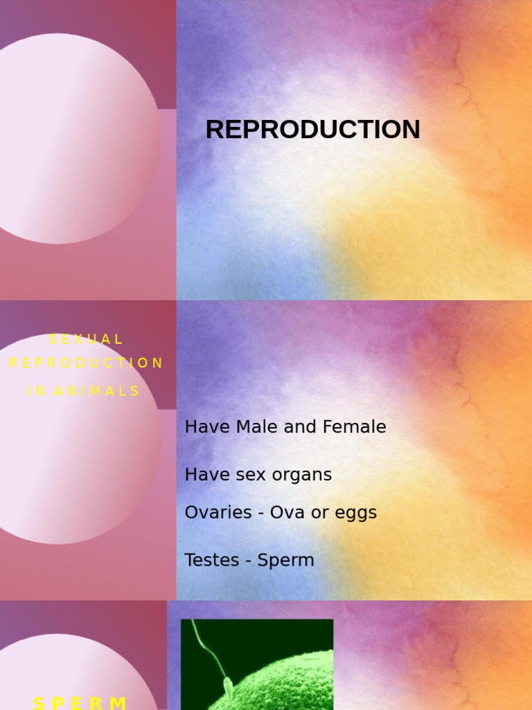 Reproduction and Fetal Development | PDF