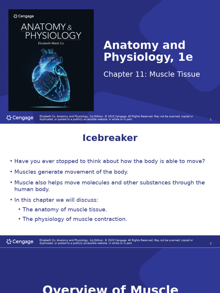 CHAPTER 11 MUSCLE TISSUE | PDF