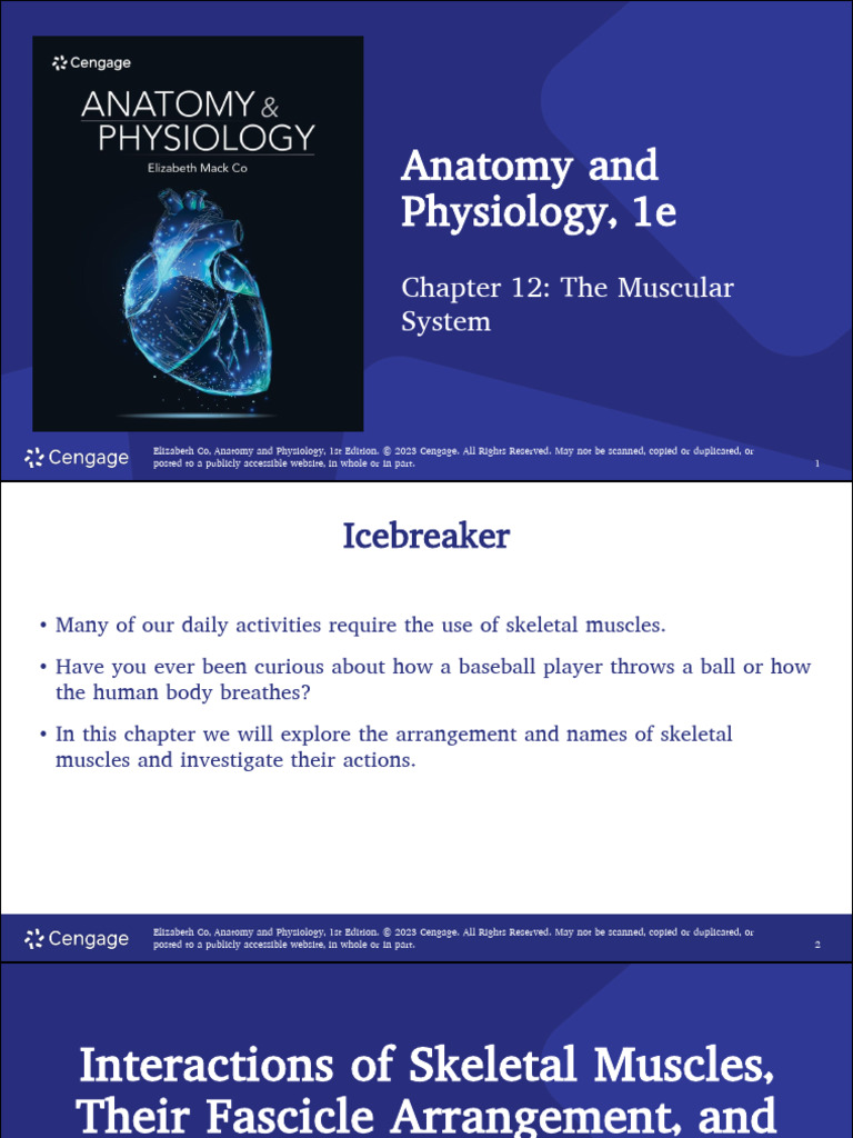 Chapter 12 The Muscular System | PDF