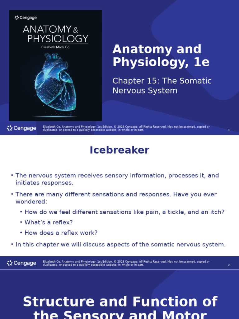 Chapter 15 The Somatic Nervous System | PDF