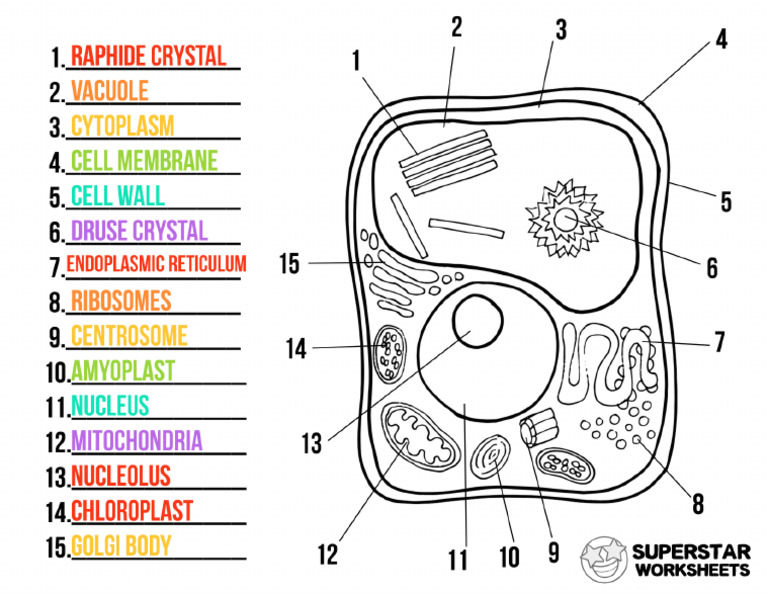 Plant Cell Pdf