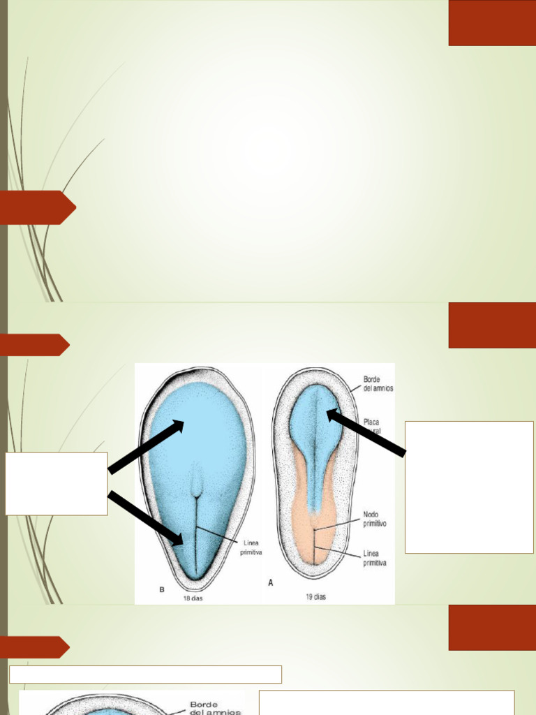 Capítulo 6 de La Tercera A La Octava Semanas El Periodo Embrionario | PDF | Morfología (biología ...