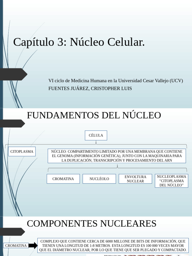 Capítulo 3 Núcleo Celular | PDF