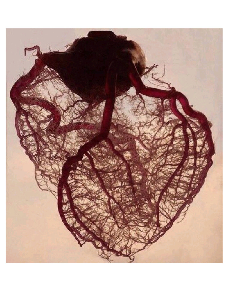 Heart Blood Vessels | PDF