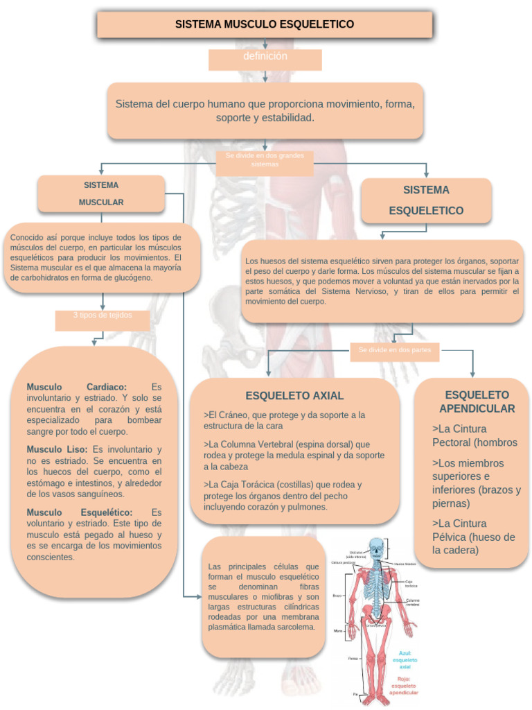 prototipo mapa conceptual morfologia Act 2 Sistema MusculoEsqueletico | PDF