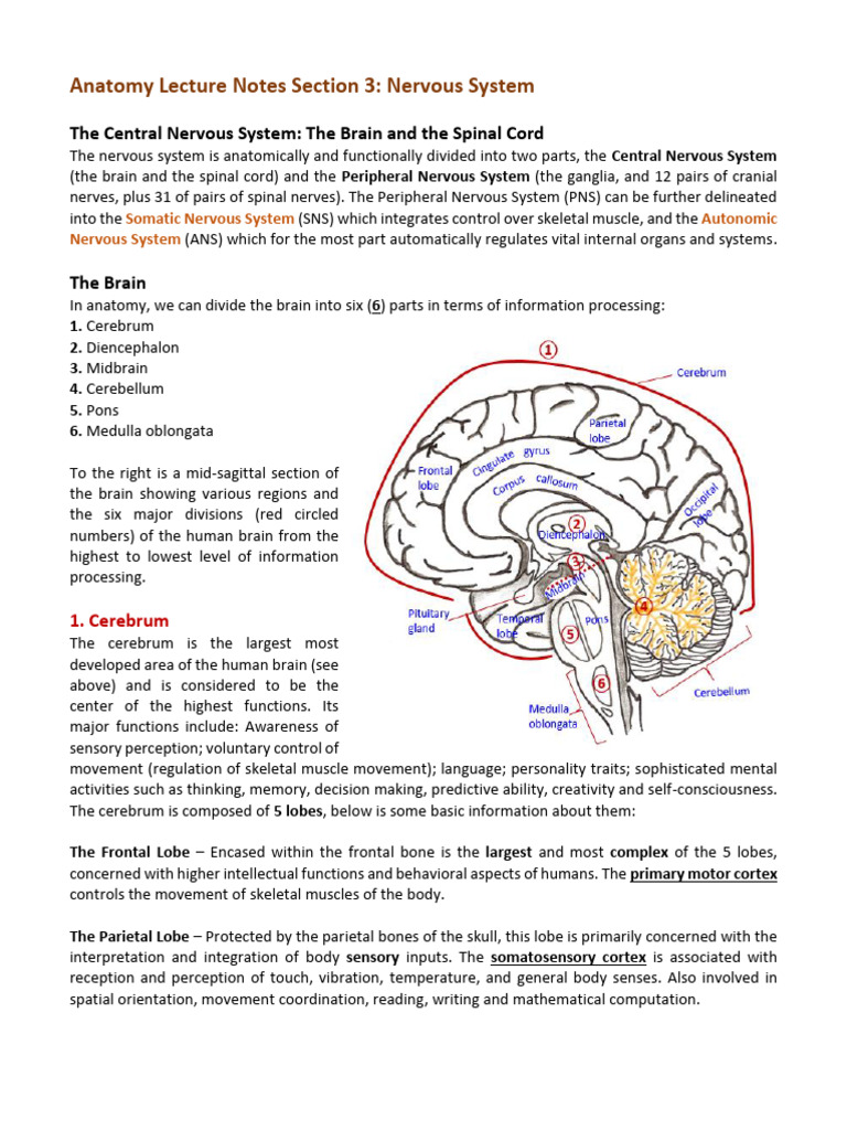 9 Nervous System Lect Notes Pdf