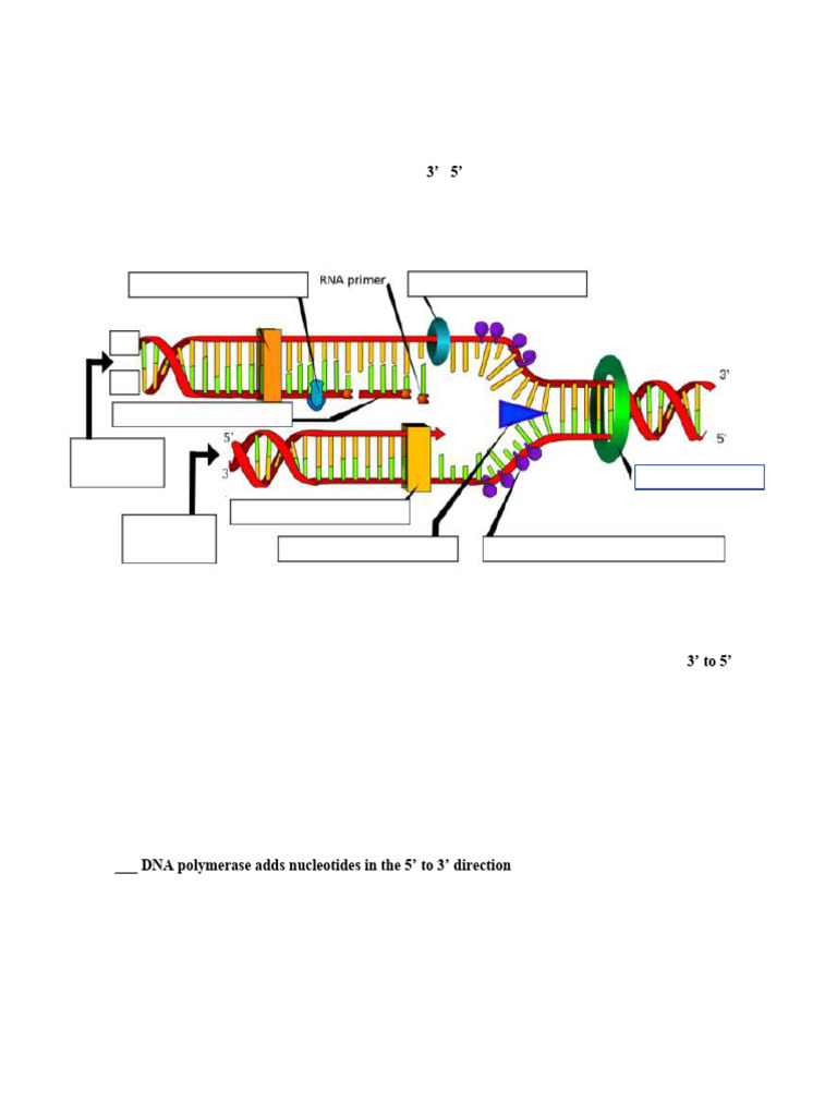 Dna Replication Worksheet | PDF