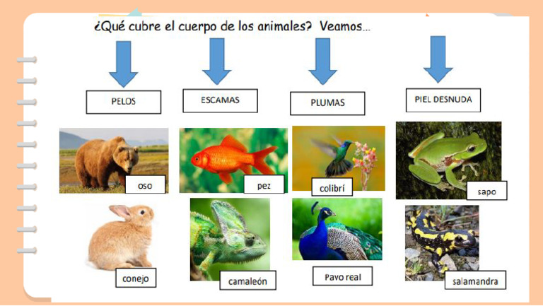 Cubierta Corporal de Los Animales 18 y 19 de Agosto. | PDF