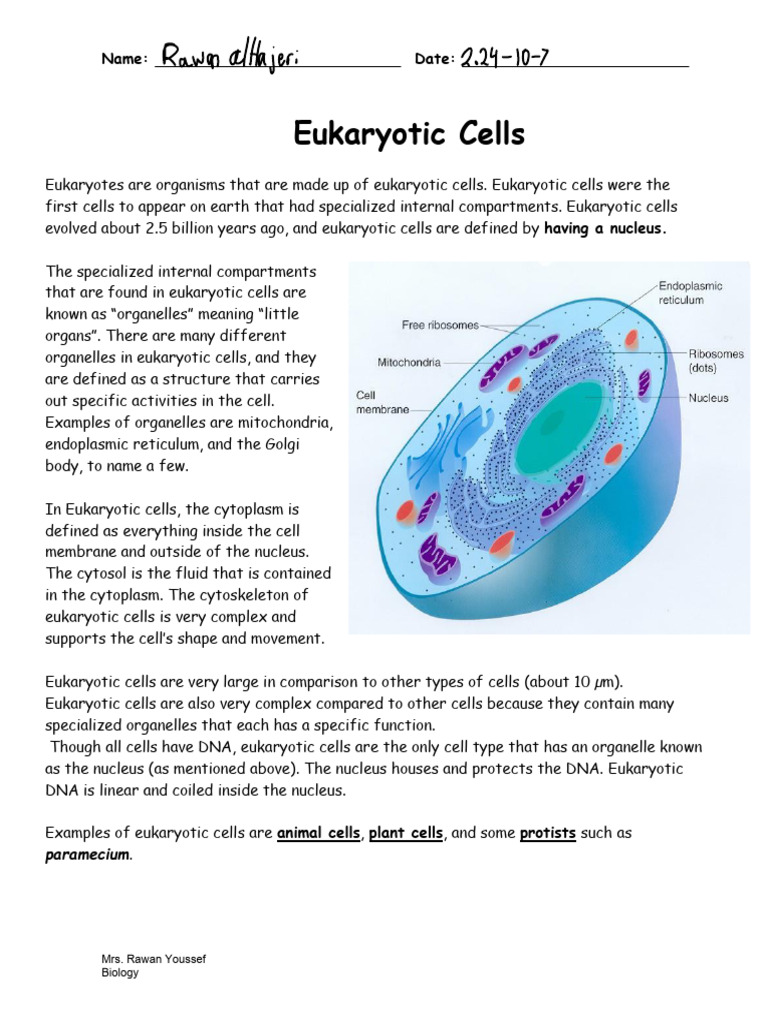 Types of Cells | PDF