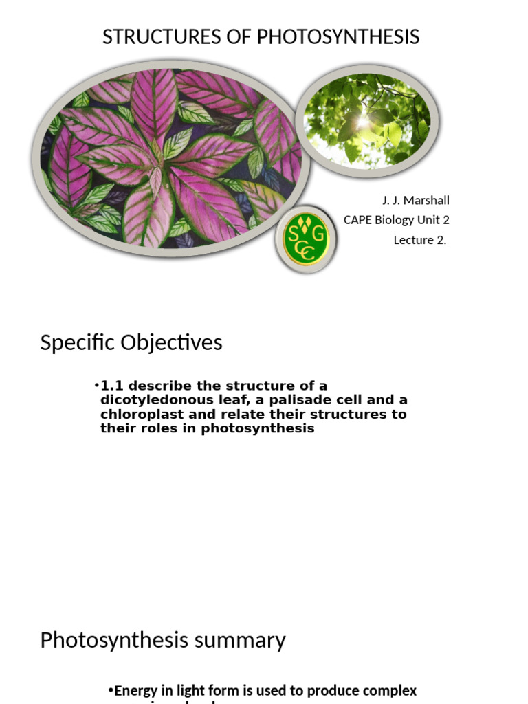 Photosynthesis Structures | PDF