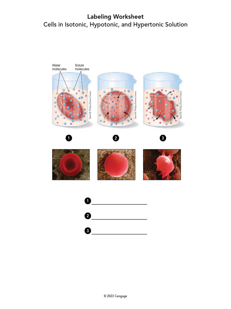 Chapter 4 Labeling Worksheets | PDF | Cell Biology | Nucleotides