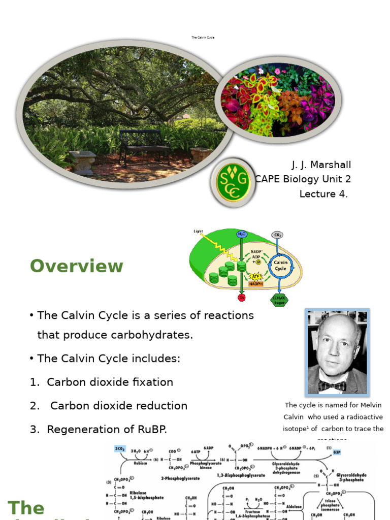 The Calvin Cycle | PDF