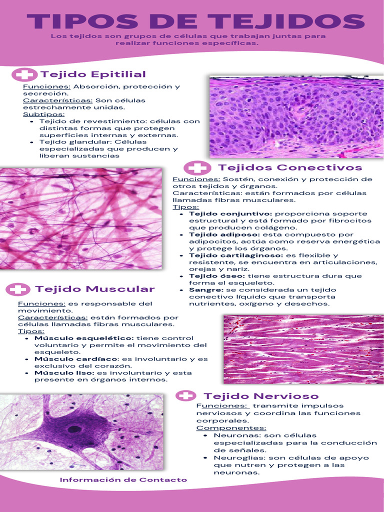 Infografía tejidos | PDF