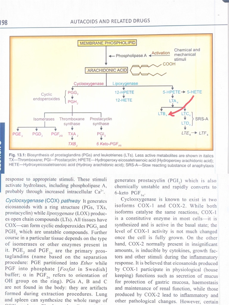 Cox Pathway | PDF