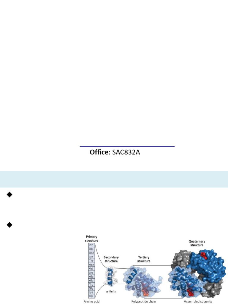 Lecture 5 BIO201 ArIm Protein 240903 | PDF
