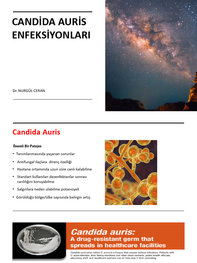 Candida Auris Enfeksiyonlari | PDF