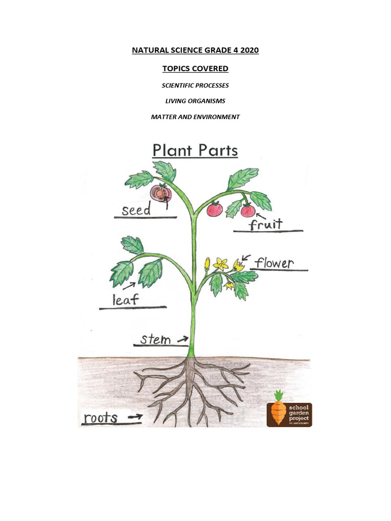 Grade 4 Notes For 2020-3 | PDF