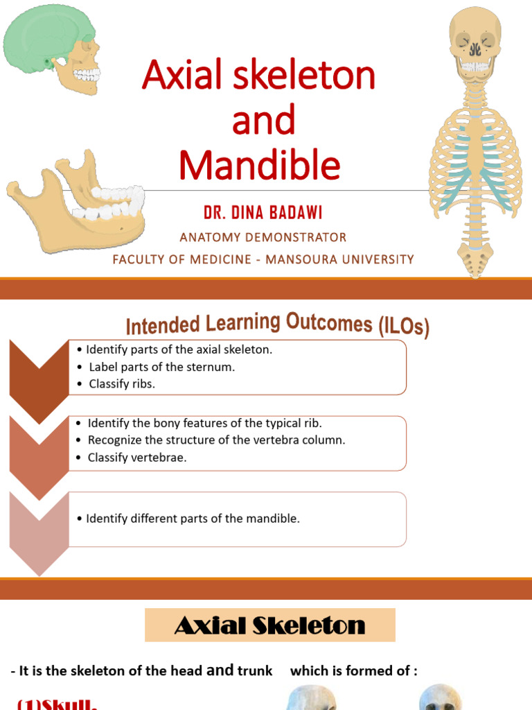 P1 - Axial Skeleton & Mandible | PDF