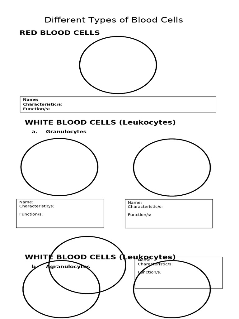 Different Types of Blood Cells Template | PDF