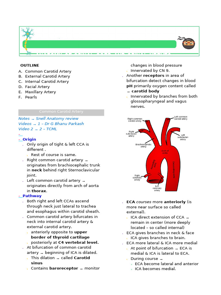Arteries of Head & Neck - CCA ICA ECA Sub Clavian Artery | PDF | Common ...