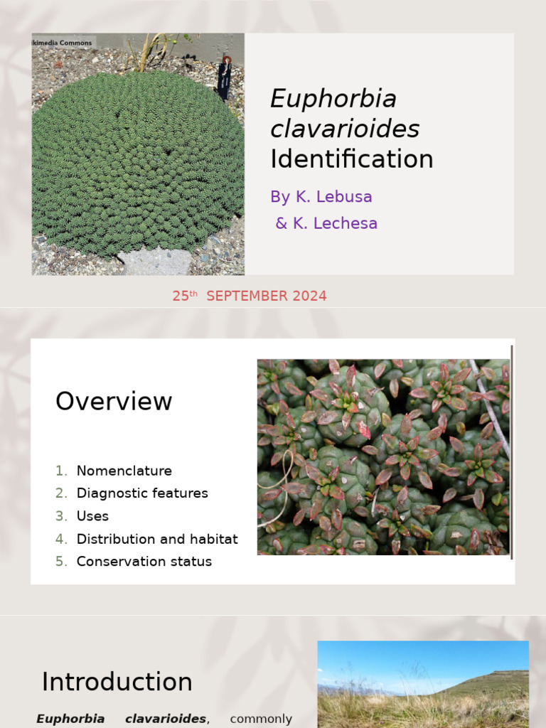 Euphobia Clavarioides Systematics | PDF | Plants | Botany