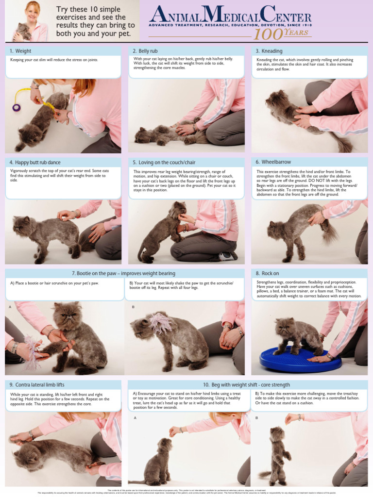 Cat Fitness Exercises Poster | PDF | Medical Imaging | Positron ...