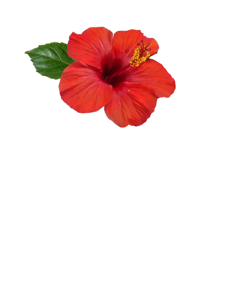 Flower PDF | PDF