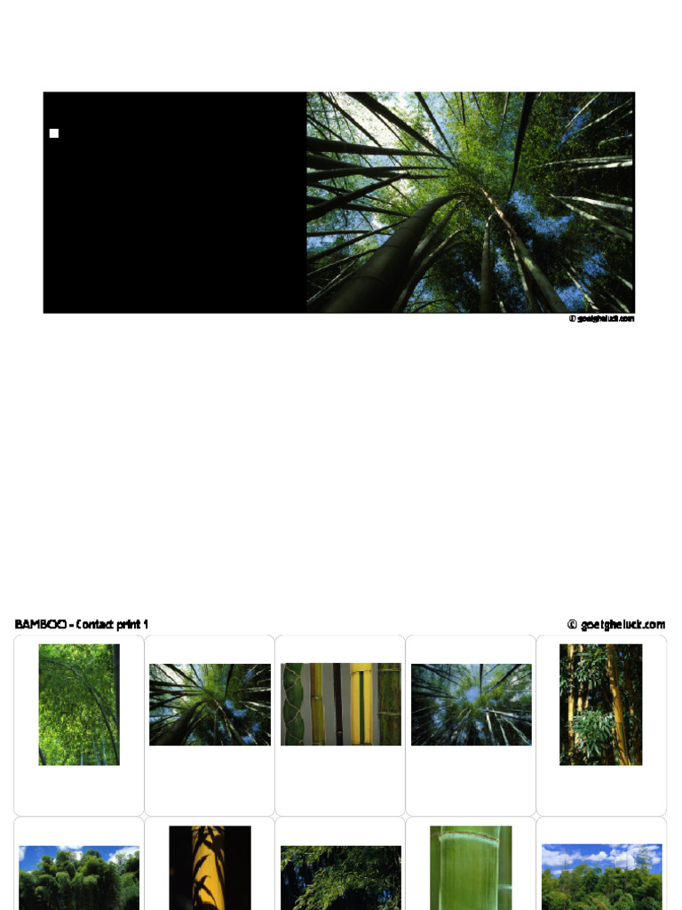 Bamboo | PDF