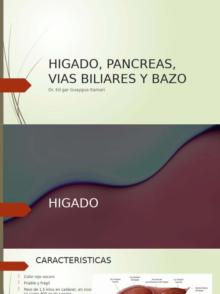 Higado, Pancreas, Vias Biliares y Bazo | PDF | Cocina, comidas y vino